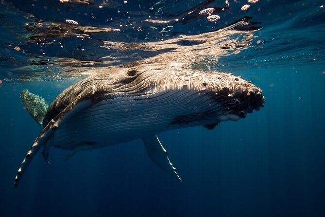 Sydney Whale Watching Adventure Cruise - FAQ