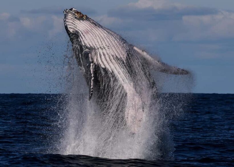 Sydney: Whale Watching Adventure Cruise - Whales Guaranteed! - An In-Depth Look at the Whale Watching Experience