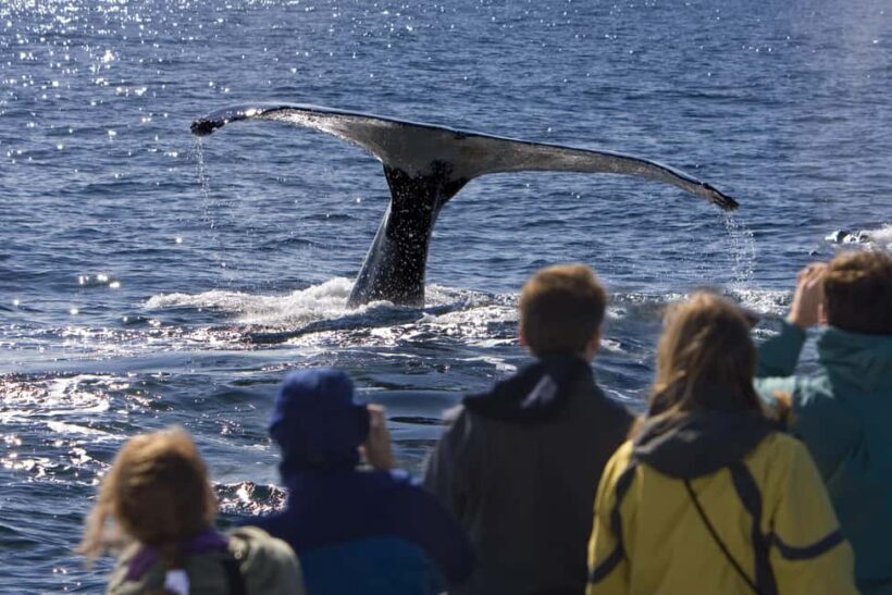 Sydney: Whale Watching Adventure Cruise - Whales Guaranteed! - FAQ