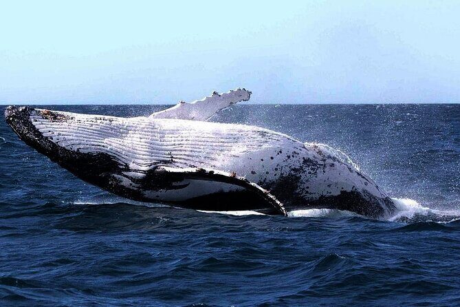 Sydney Whale Watching and Sightseeing Sailing Private Tour - A Detailed Look at the Sydney Whale Watching and Sightseeing Sailing Tour