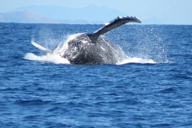 Sydney Whale Watching and Sightseeing Sailing Private Tour - Final Thoughts