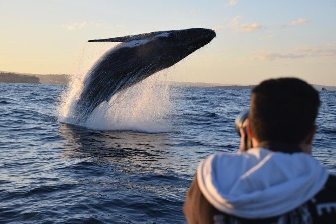 Sydney Whale-Watching by Speed Boat - An In-Depth Look at the Sydney Whale-Watching Speedboat Tour