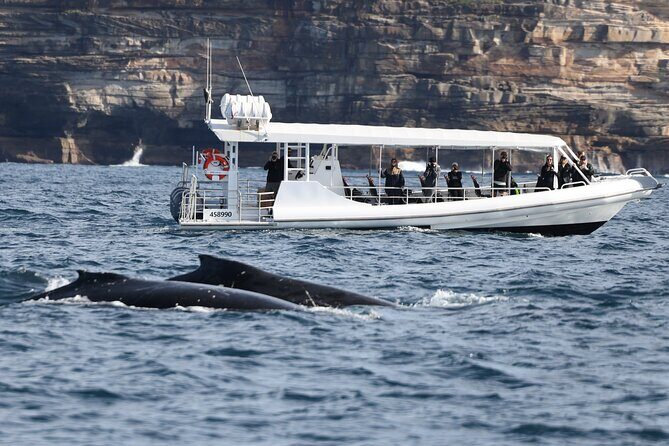 Sydney Whale-Watching by Speed Boat - The Sum Up