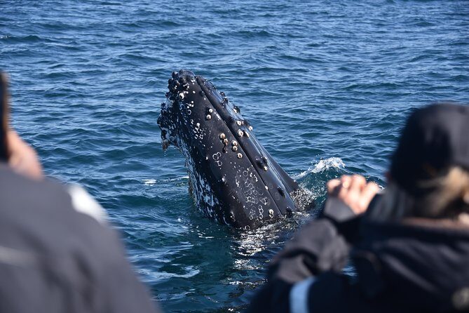 Sydney Whale-Watching by Speed Boat - FAQ