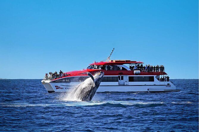 Sydney Whale Watching Cruise from Circular Quay - The Final Verdict
