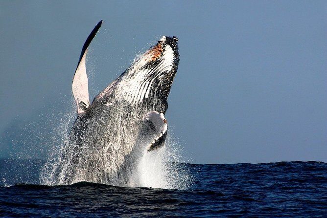 Sydney Whale-Watching Cruise Including Lunch or Breakfast - Key Points