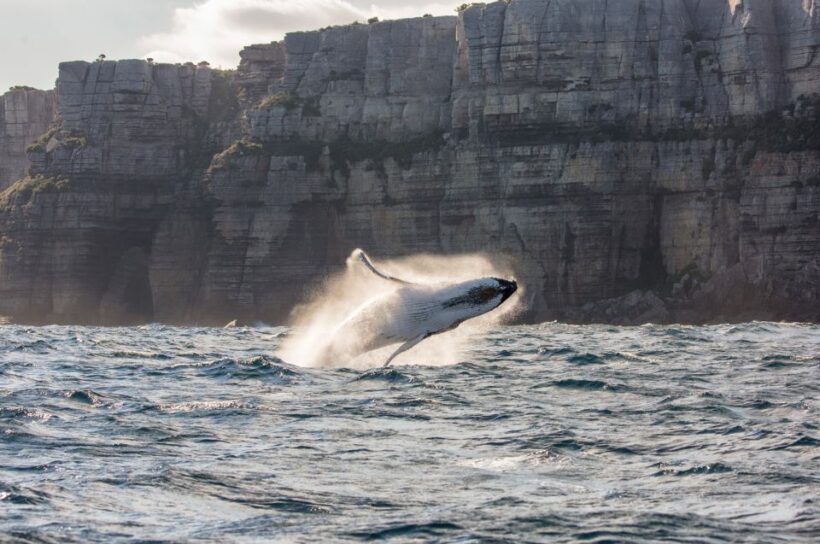 Sydney: Whale Watching & Hop On Hop Off Cruise Package - FAQ: Practical Questions Answered