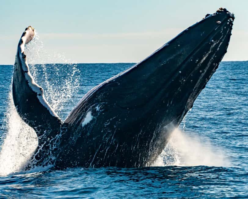 Sydney; Whale Watching - An Honest Review of Sydney Whale Whispers’ Tour