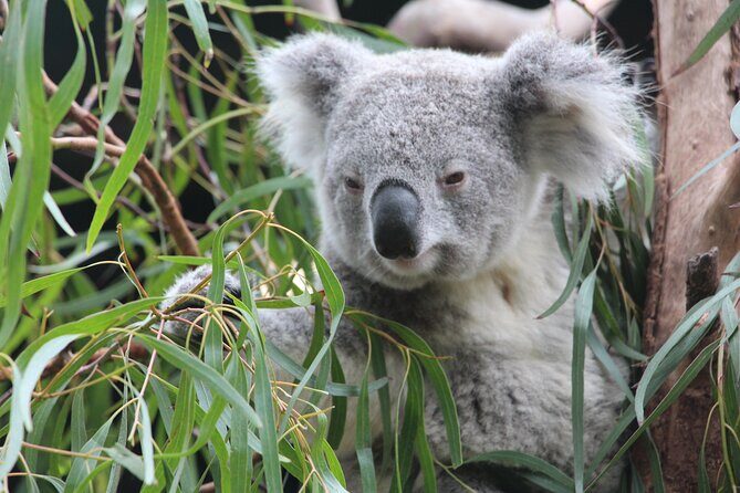 Sydney Wild Kangaroos and a Cruise: A Private Wildlife Adventure - Who Should Consider This Tour?
