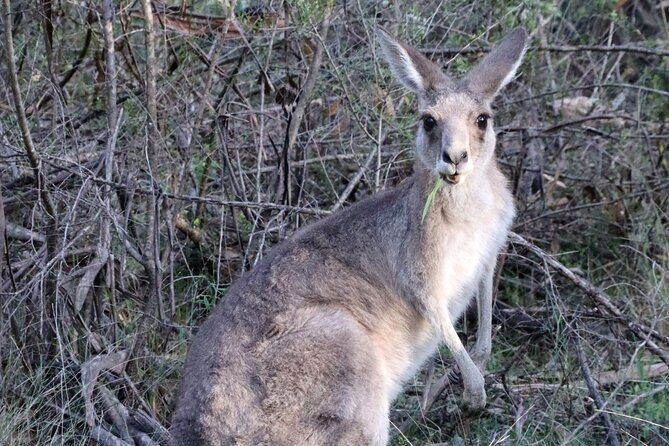 Sydney Wild Kangaroos and a Cruise: A Private Wildlife Adventure - Final Thoughts