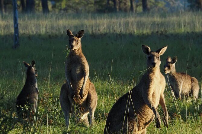 Sydney Wildlife Safari - Key Points