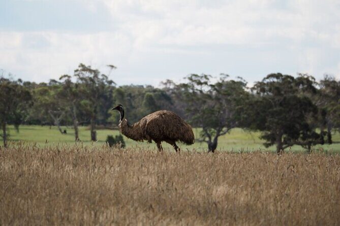 Sydney Wildlife Safari - Why This Tour Works