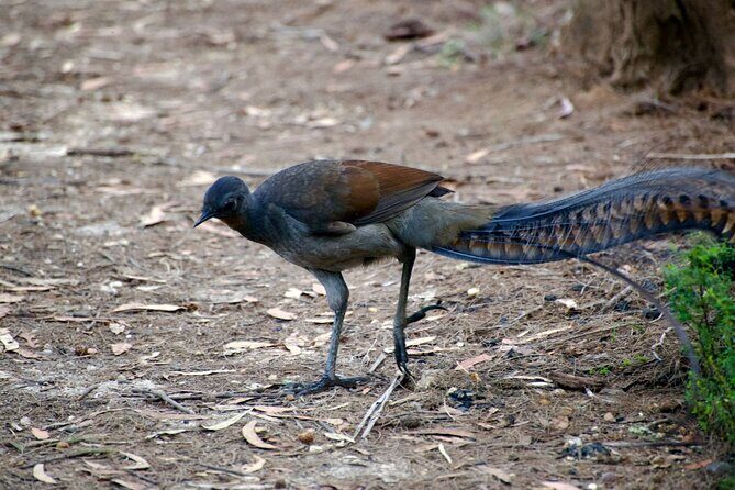 Sydney Wildlife Safari - FAQs