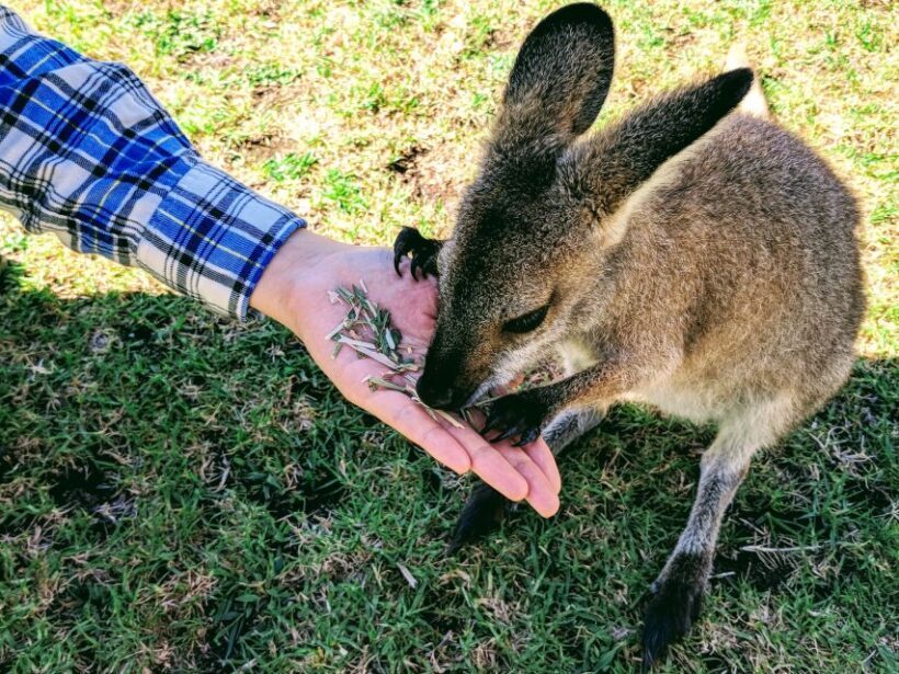 Sydney: Wildlife, Waterfalls and Wine Small Group Tour - Who Should Book This Tour?