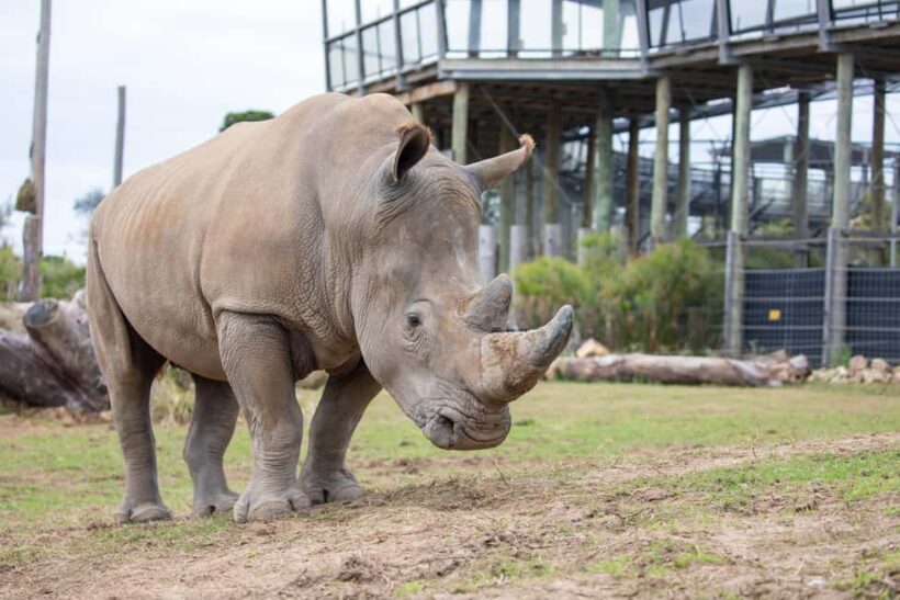 Sydney Zoo Admission Ticket - Key Points