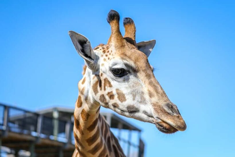 Sydney Zoo Admission Ticket - An Honest Look at Sydney Zoo
