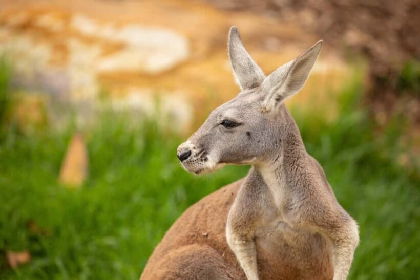 Sydney Zoo Admission Ticket - Frequently Asked Questions