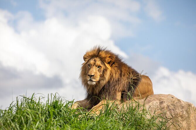 Sydney Zoo General Entry Admission Ticket - Key Points
