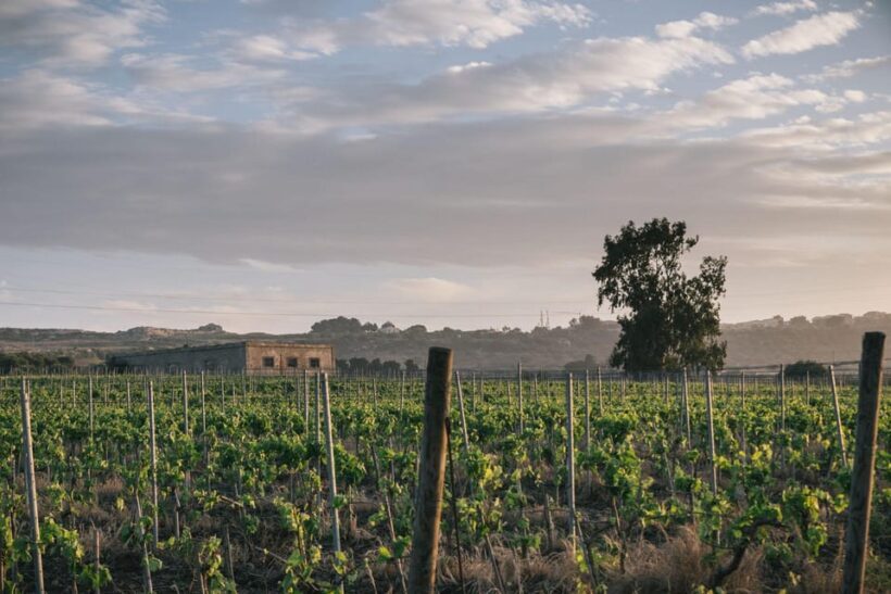 Syracuse: Exclusive Sicilian Wine Tasting Experience - Inside the Experience
