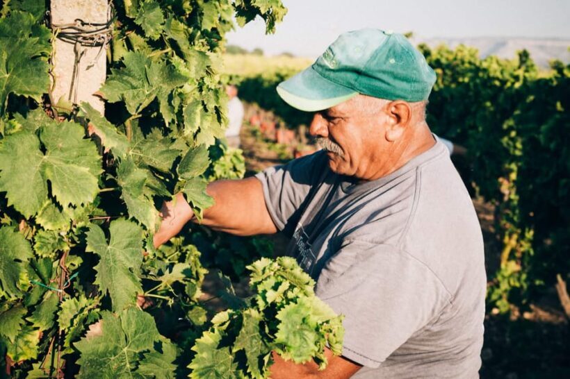 Syracuse: Exclusive Sicilian Wine Tasting Experience - Authentic Reviews and Insights