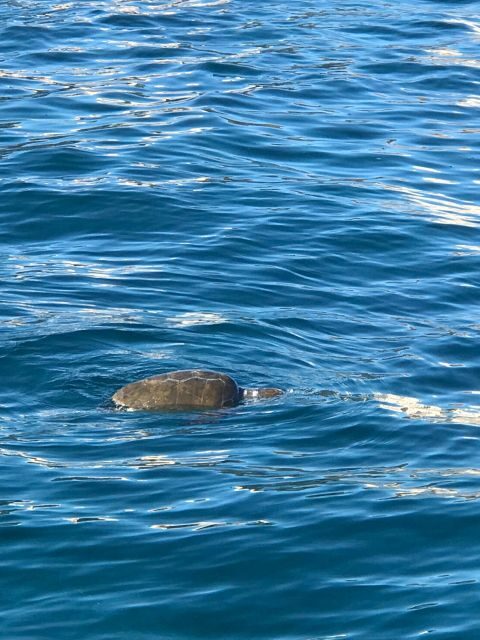 Syracuse:Boat tour Ortigia,Pillirina and seacaves - Key Points
