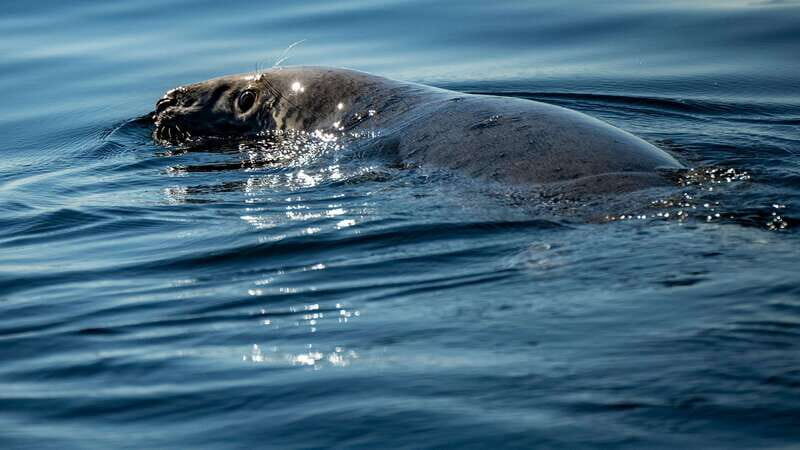 Tadoussac/Charlevoix: 3-Hour Whale Watching Boat Tour - The Experience and Itinerary
