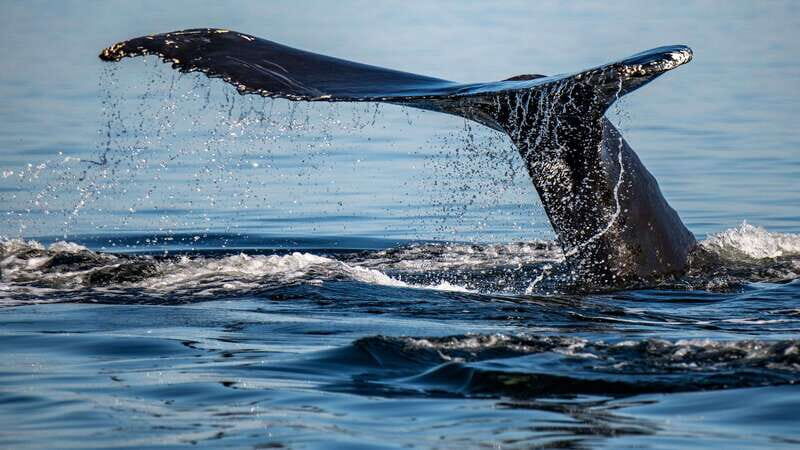 Tadoussac/Charlevoix: 3-Hour Whale Watching Boat Tour - Who Might Want to Consider Other Options