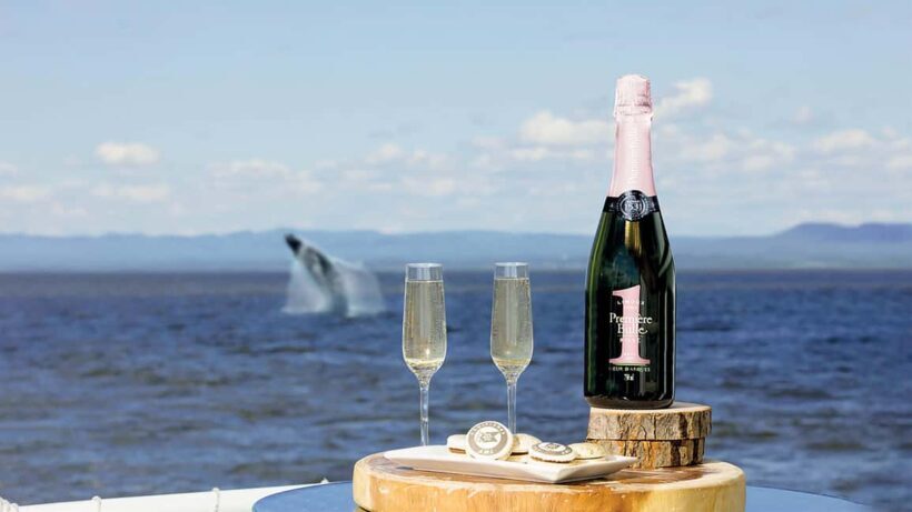 Tadoussac/Charlevoix: VIP Lounge OR UpperDeck Whale Watching - Key Points