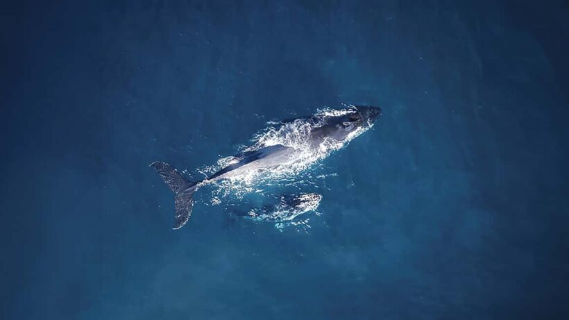 Tadoussac/Charlevoix: VIP Lounge OR UpperDeck Whale Watching - The Luxury of Choice: VIP Lounge or Upper Deck