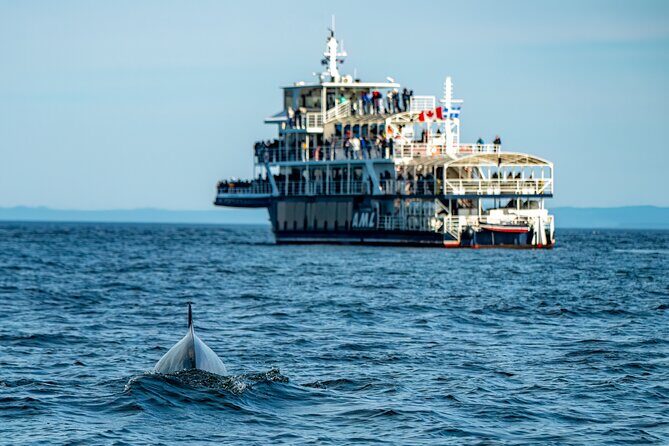 Tadoussac/Charlevoix: Whale & Bear Wildlife Tour - An Overview of the Experience