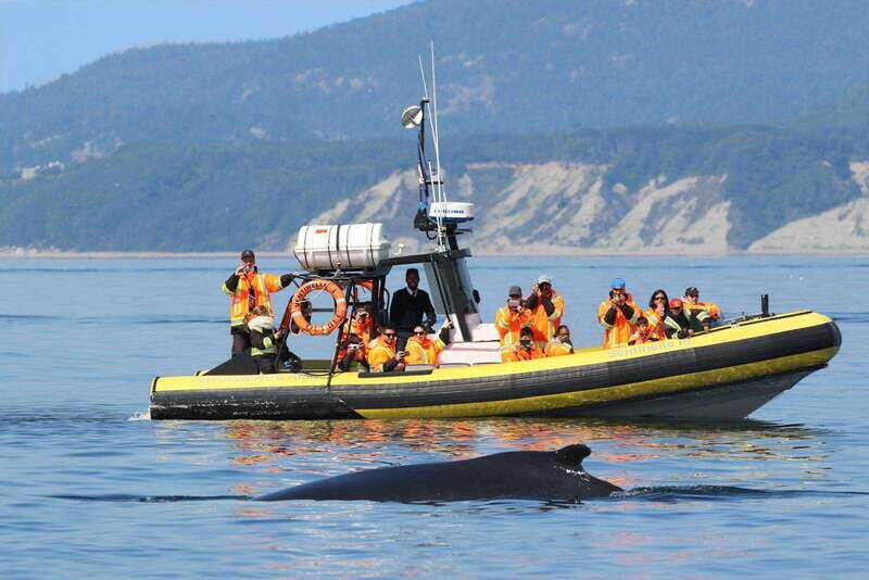 Tadoussac/Charlevoix: Whale Watching Tour & Bear Observation - An Overview of the Experience