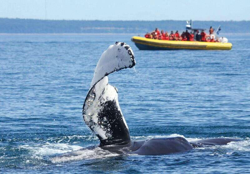 Tadoussac/Charlevoix: Whale Watching Tour & Bear Observation - Practical Details