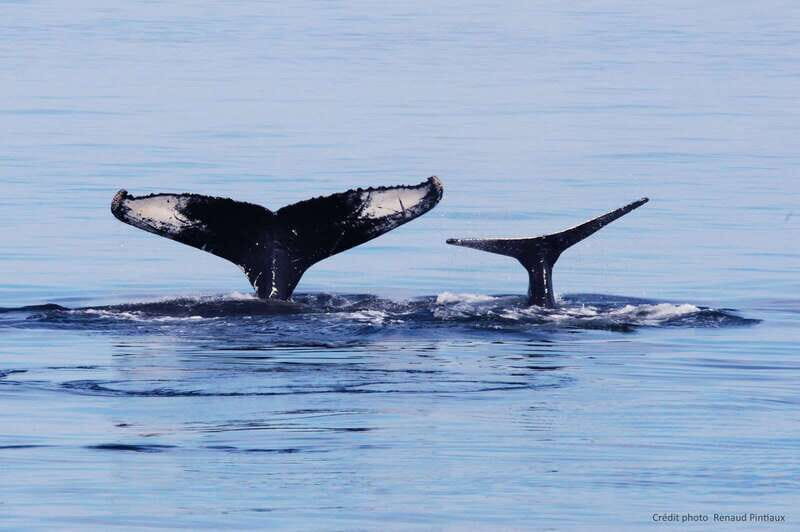 Tadoussac/Charlevoix: Whale Watching Tour & Bear Observation - Who Will Enjoy This Tour?