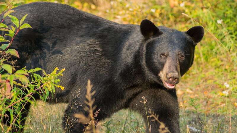 Tadoussac/Charlevoix: Whale Watching Tour & Bear Observation - Final Thoughts on Value and Authenticity