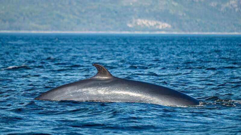 Tadoussac/Charlevoix: Whale Watching Tour & Bear Observation - Frequently Asked Questions