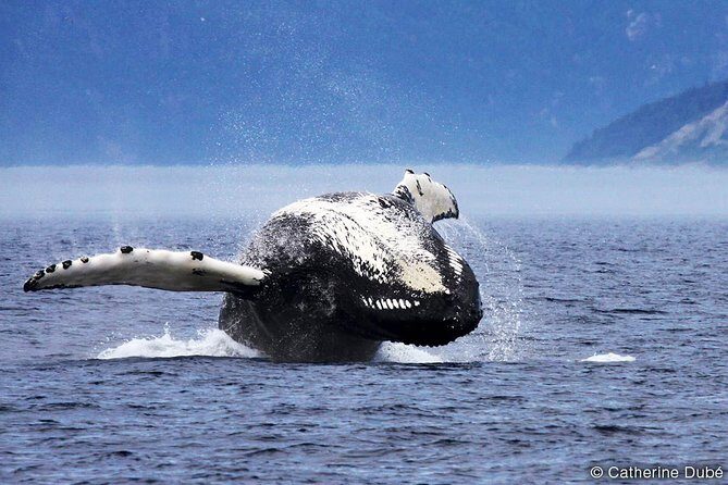 Tadoussac/Charlevoix: Whale Watching Tour - In-Depth Review: Setting the Scene