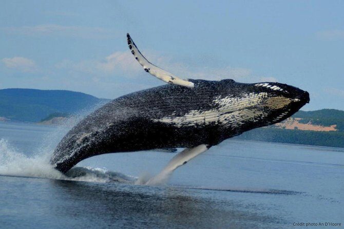 Tadoussac/Charlevoix: Whale Watching Tour - Practical Tips for Future Travelers