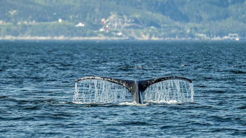 Tadoussac/Charlevoix: Whale Watching Zodiac Tour - A Detailed Dive into the Whale Watching Zodiac Experience