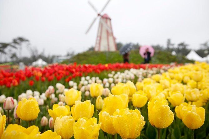 Taean Tulip Festival & Strawberry Picking Day Tour from Seoul - An Honest Look at the Taean Tulip Festival & Strawberry Picking Day Tour from Seoul