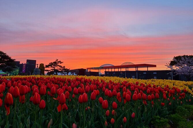 Taean Tulip Festival & Strawberry Picking Day Tour from Seoul - Visiting the Taean Tulip Festival