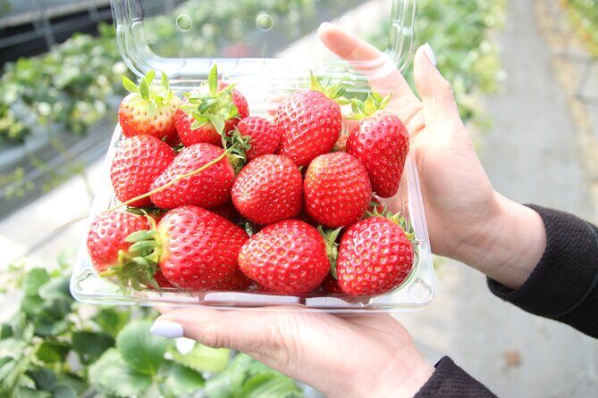 Taean Tulip Festival & Strawberry Picking Day Tour from Seoul - Frequently Asked Questions