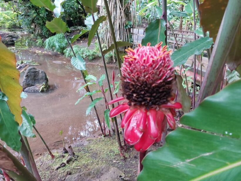 Tahiti Classical Coastal Full Day Private Tour - The Sum Up