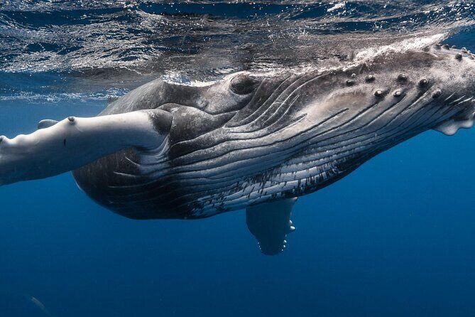 Tahiti, land of whales: a unique experience! - Key Points