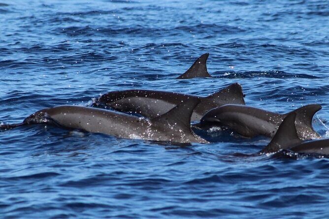 Tahiti, land of whales: a unique experience! - A Closer Look at the Tahiti Whale Tour