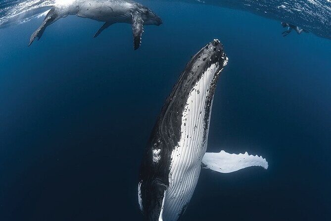 Tahiti, land of whales: a unique experience! - Analyzing the Value: Is It Worth It?