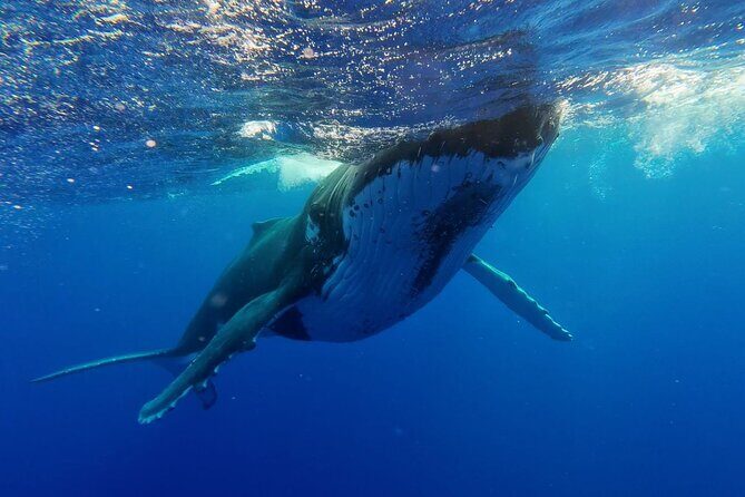 Tahiti, land of whales: a unique experience! - Final Thoughts: Why Choose This Whale Tour?