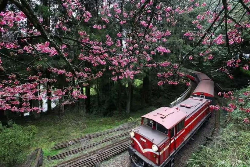 Taichung: Alishan National Scenic Area and Fenqihu Tour - Key Points