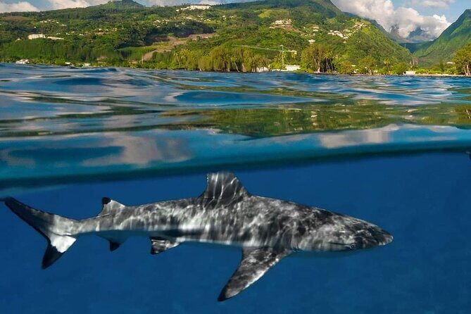 Tailor-made ocean discovery and snorkeling in Tahiti - The Itinerary: Breakdown and Highlights