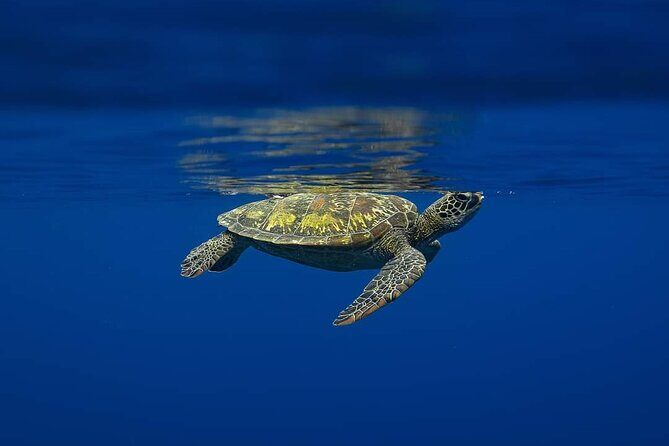 Tailor-made ocean discovery and snorkeling in Tahiti - Final thoughts: Who will love this tour?