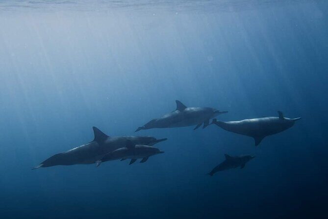 Tailor-made ocean discovery and snorkeling in Tahiti - FAQ